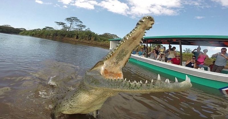 Crocodile River Expedition - Jaco360 | Costa Rica Vacation Experts